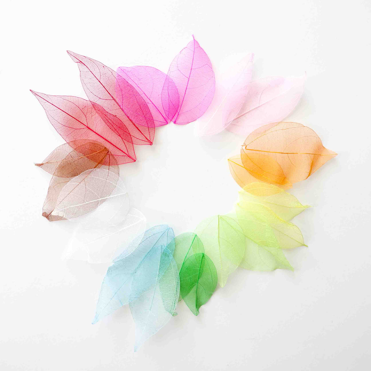 Dried Skeleton Leaves Assorted Rainbow Colours Wispy Veins