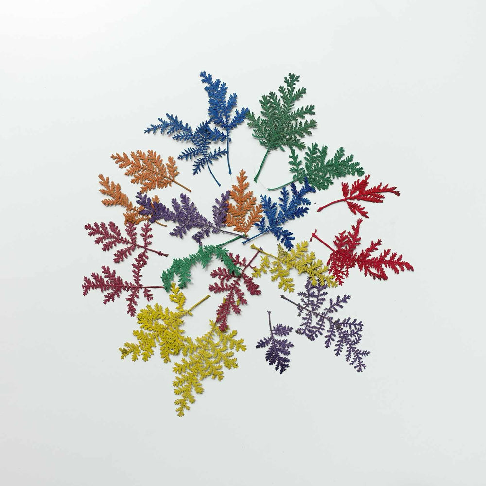 Dried Cypress Leaves Pressed Assorted Colours 20-pack